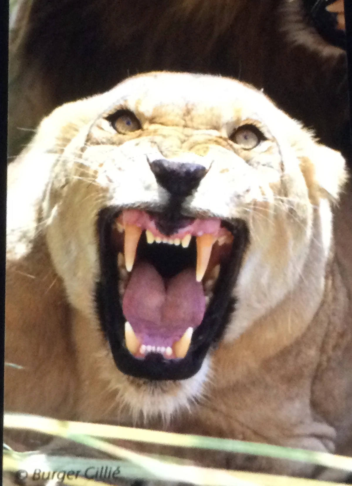 Savage Synonyms | Synonyms & Antonyms Wiki | Fandom