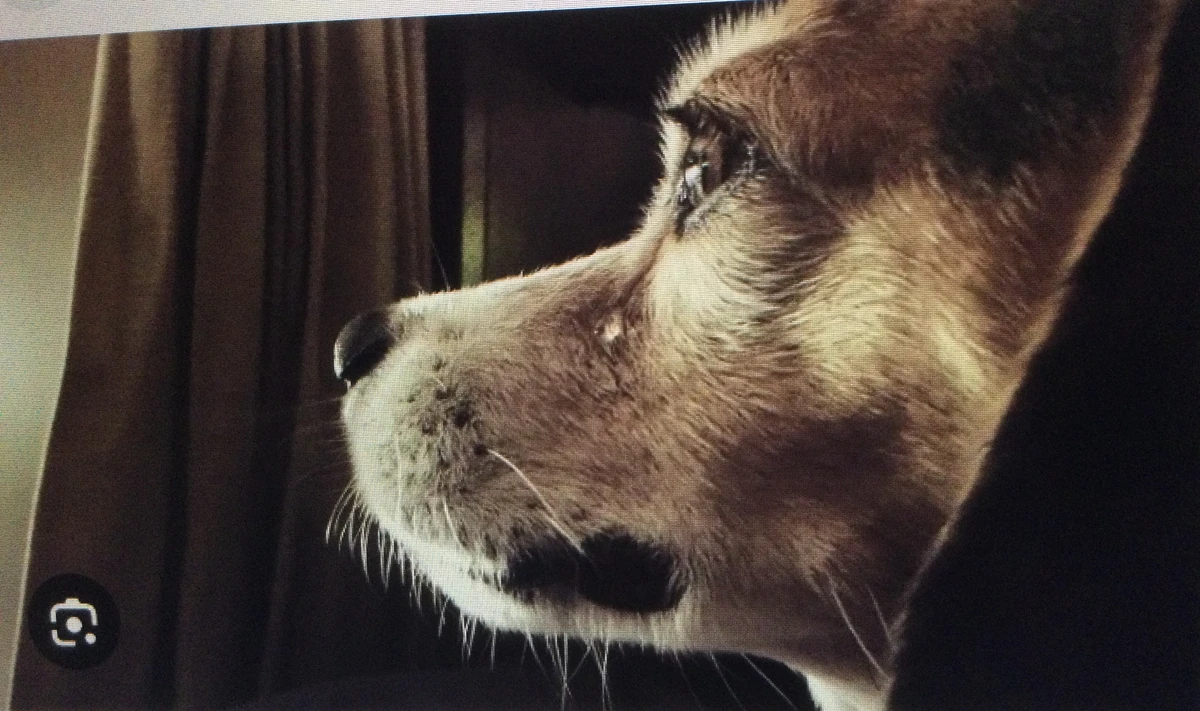 Weepy Synonyms | Synonyms & Antonyms Wiki | Fandom