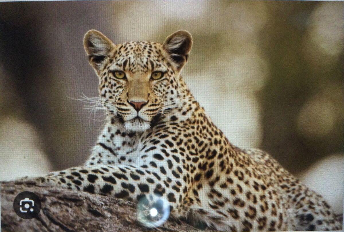 Leopard | Synonyms & Antonyms Wiki | Fandom Leopard | Synonyms & Antonyms Wiki | Fandom