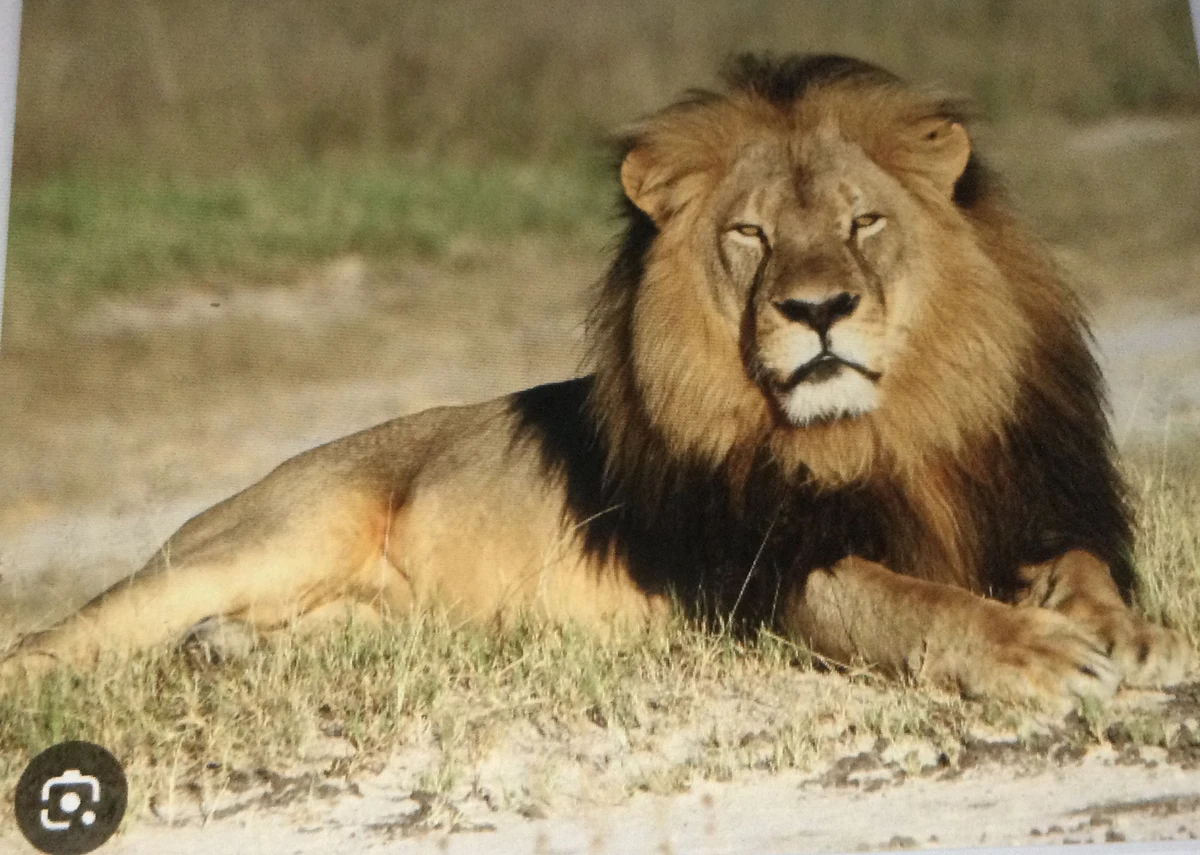 Lion | Synonyms & Antonyms Wiki | Fandom