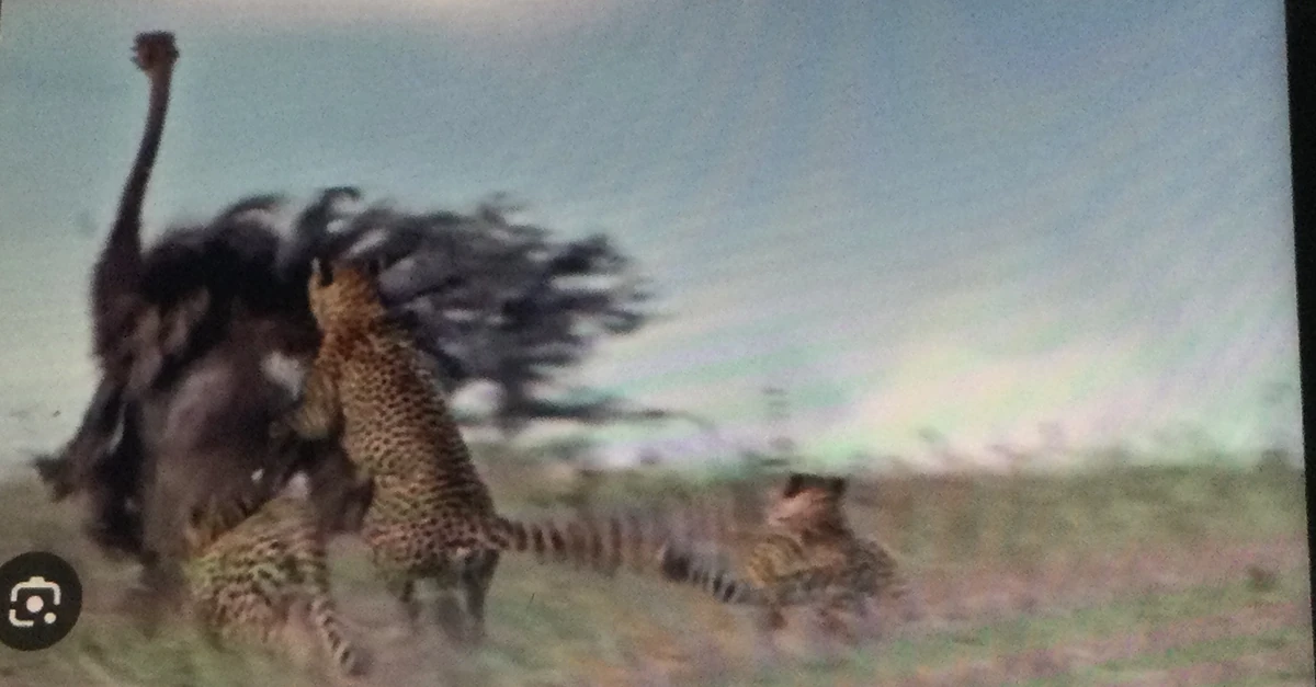 Predator | Synonyms & Antonyms Wiki | Fandom