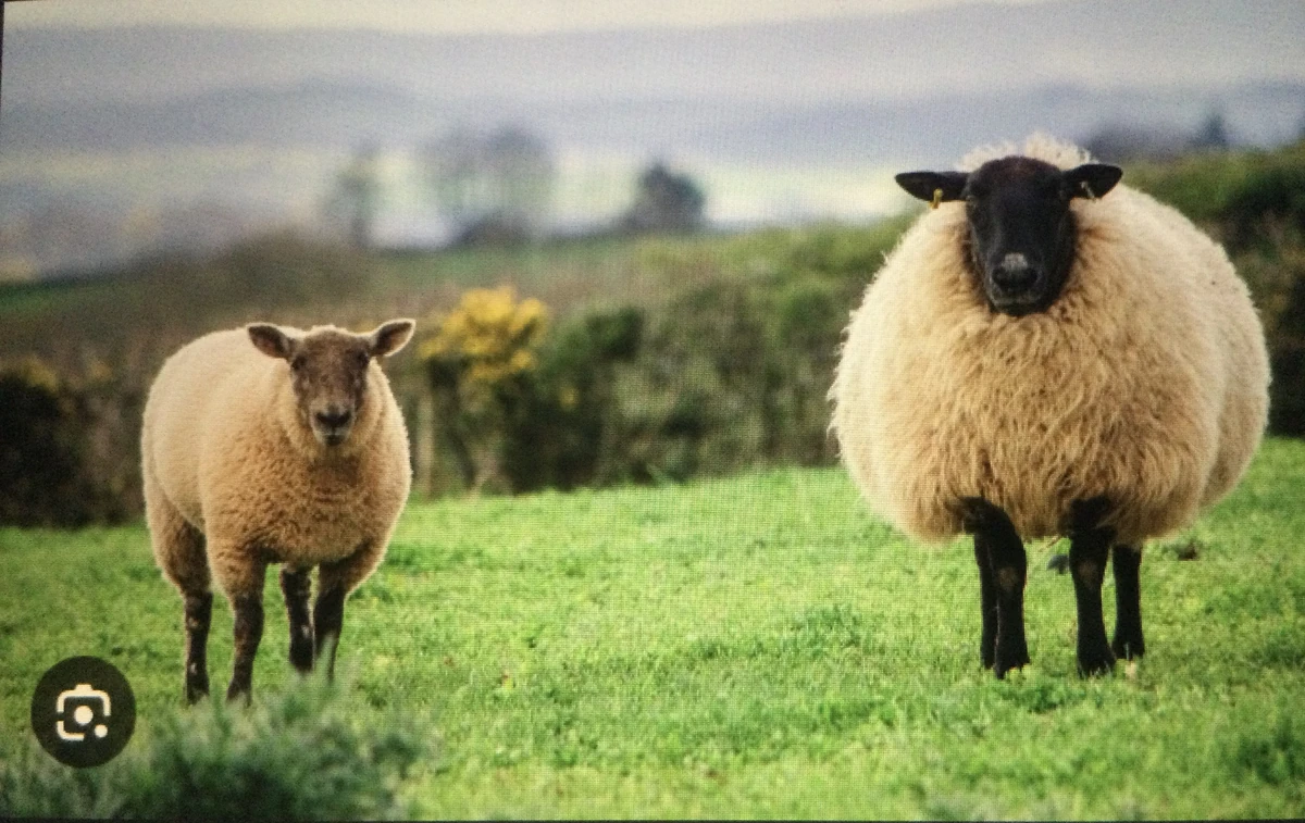 Woolly Synonyms | Synonyms & Antonyms Wiki | Fandom