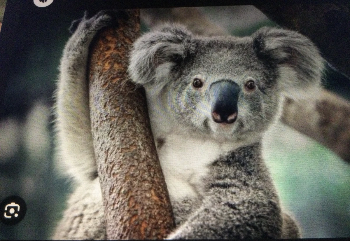 Koala | Synonyms & Antonyms Wiki | Fandom