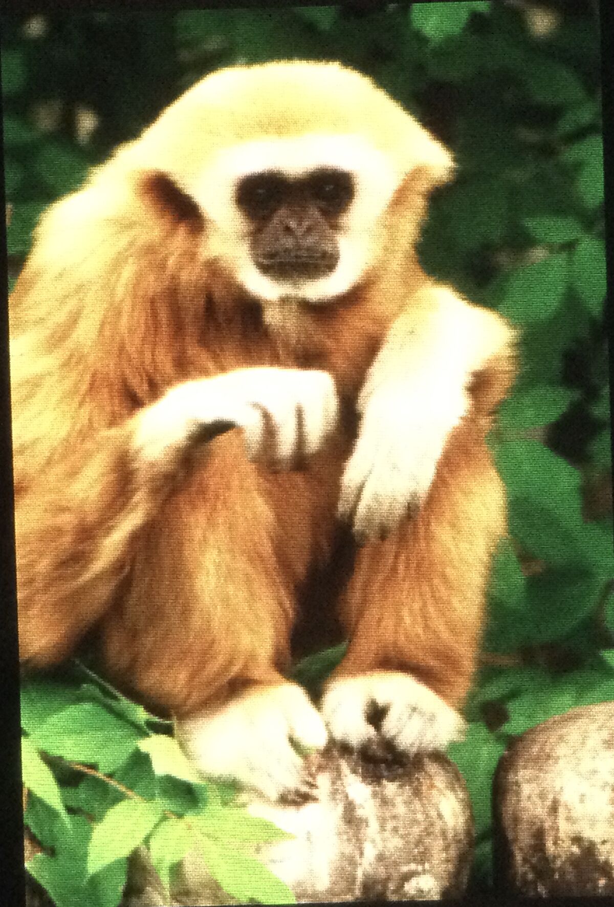 Gibbon | Synonyms & Antonyms Wiki | Fandom Gibbon | Synonyms & Antonyms Wiki | Fandom