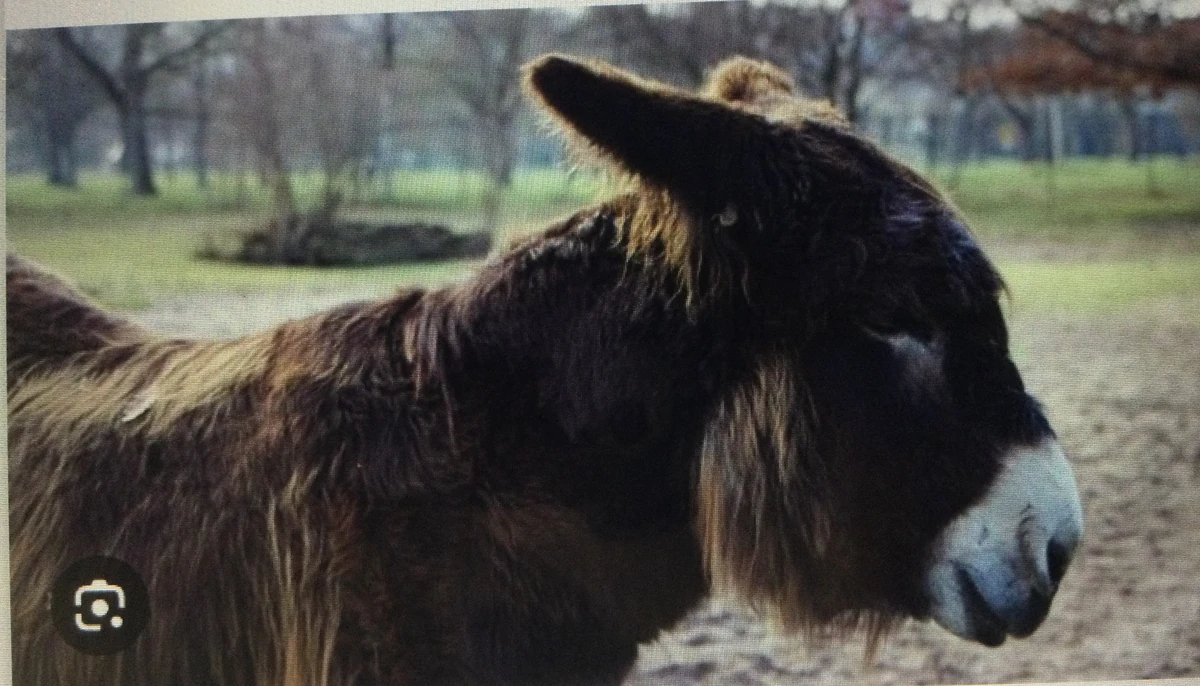 Fuzzy Synonyms | Synonyms & Antonyms Wiki | Fandom