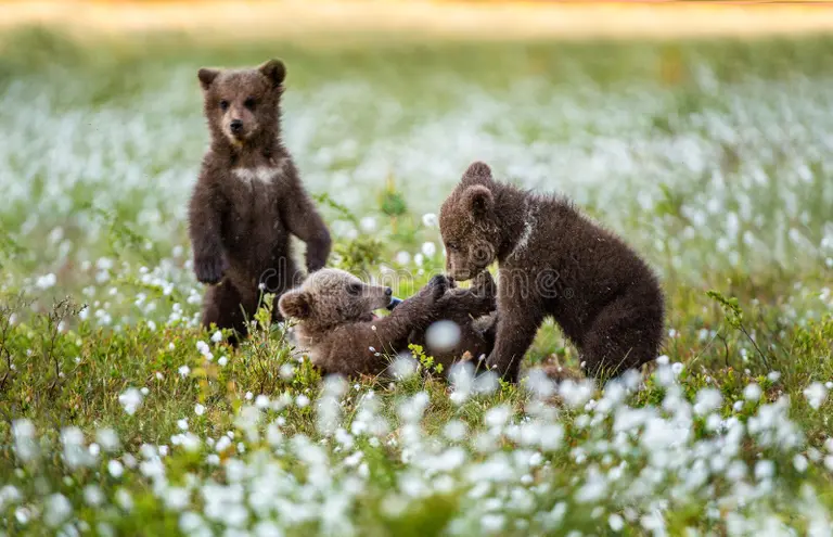 Bearable Synonyms | Synonyms & Antonyms Wiki | Fandom