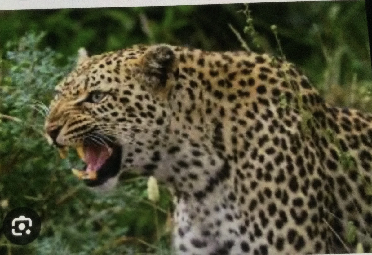 Growl | Synonyms & Antonyms Wiki | Fandom