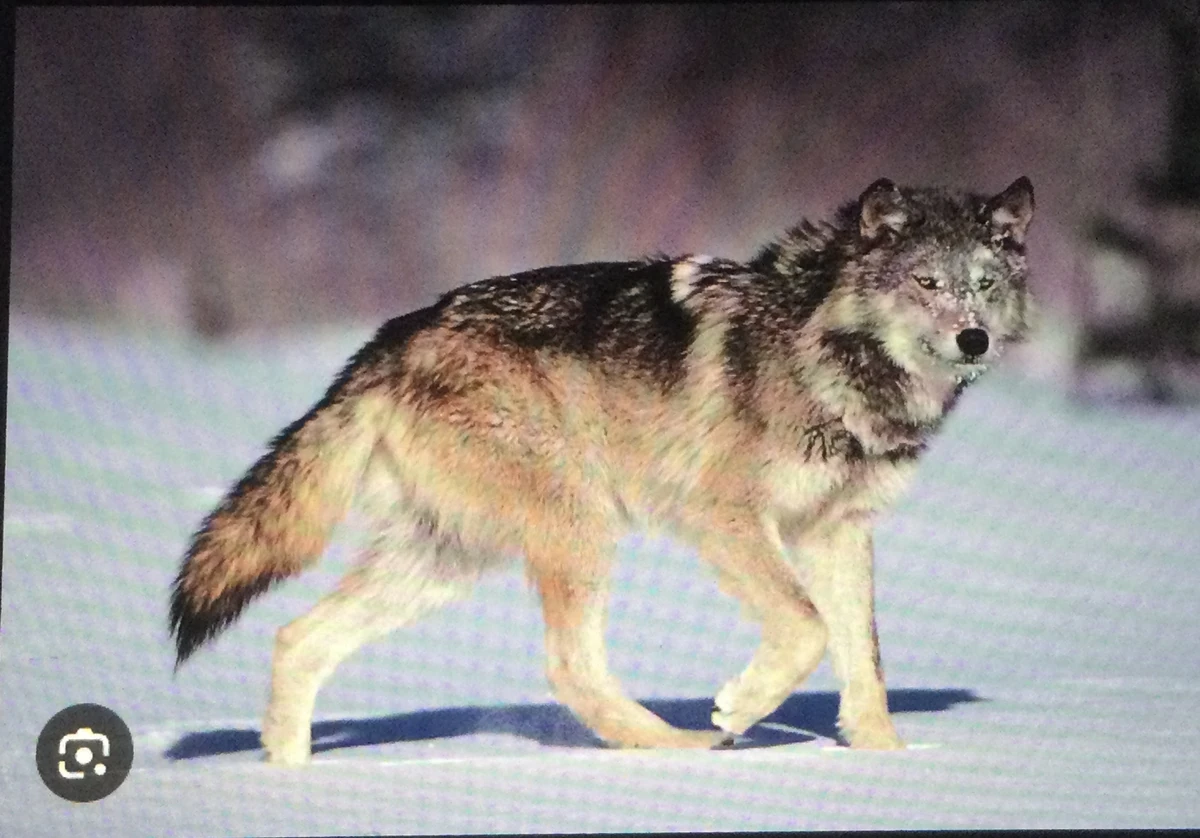 Wolf | Synonyms & Antonyms Wiki | Fandom