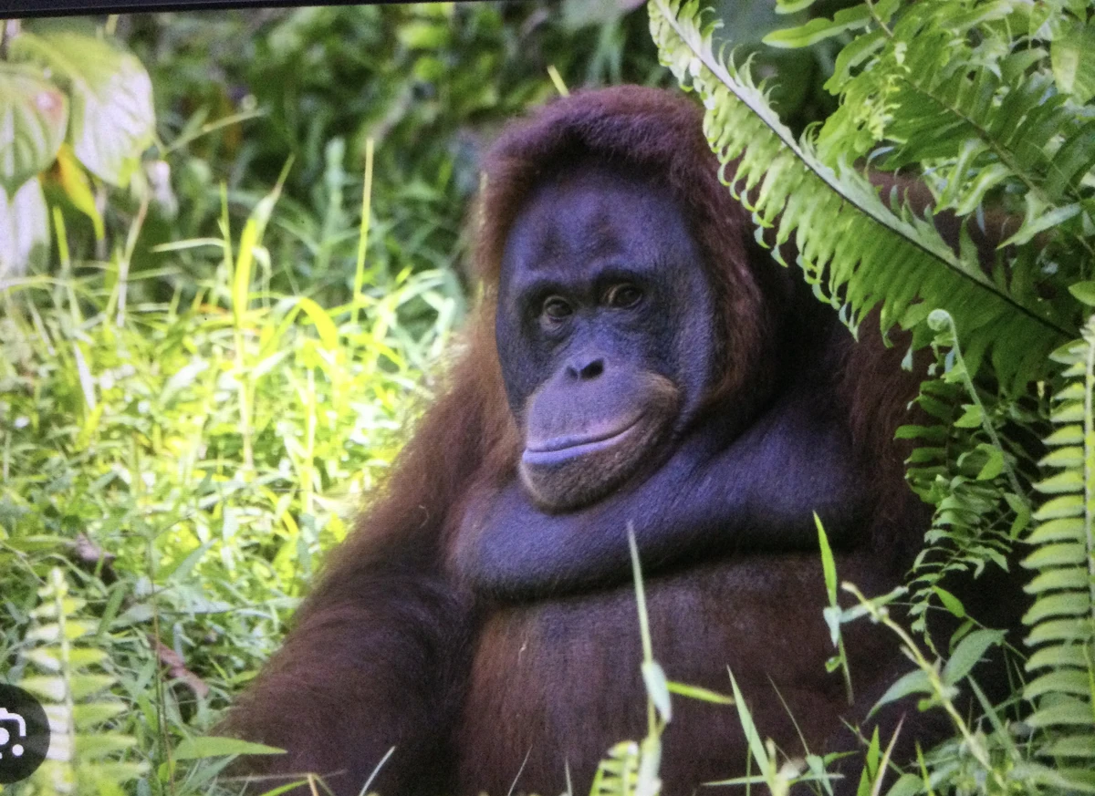 Orangutan | Synonyms & Antonyms Wiki | Fandom