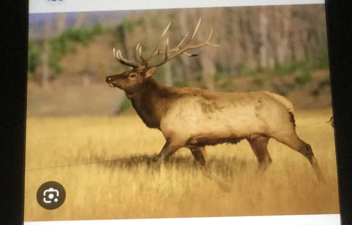 Wapiti | Synonyms & Antonyms Wiki | Fandom