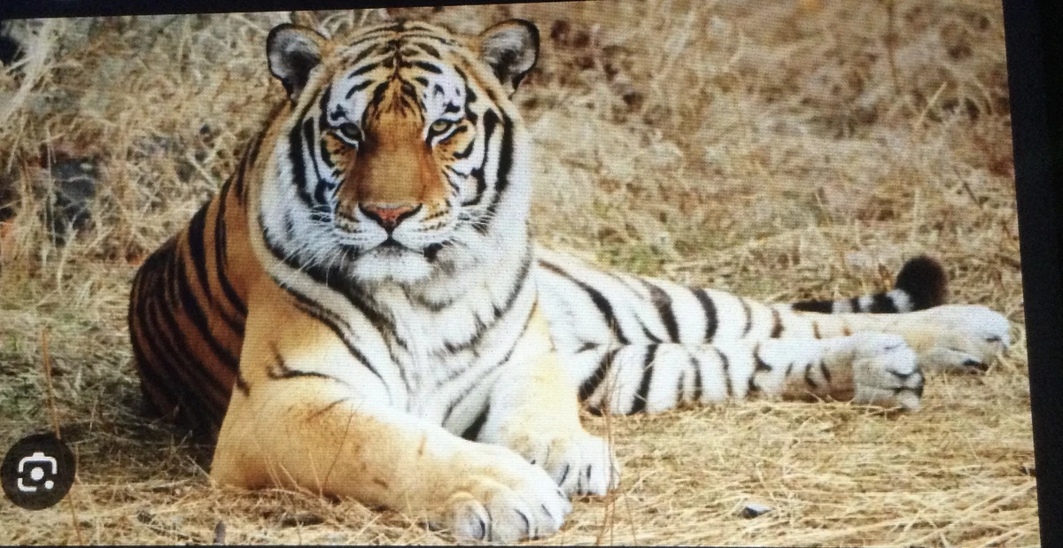 Tiger | Synonyms & Antonyms Wiki | Fandom