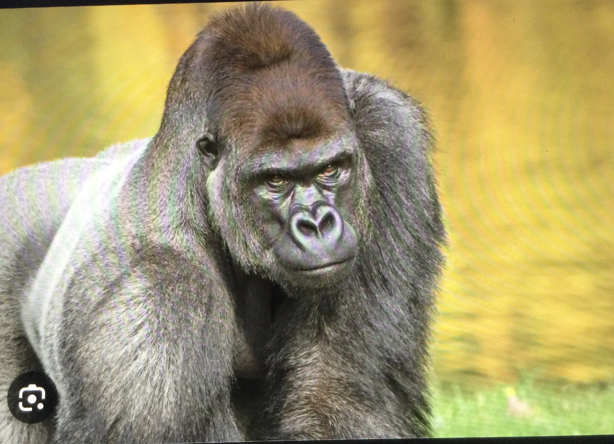 Gorilla | Synonyms & Antonyms Wiki | Fandom