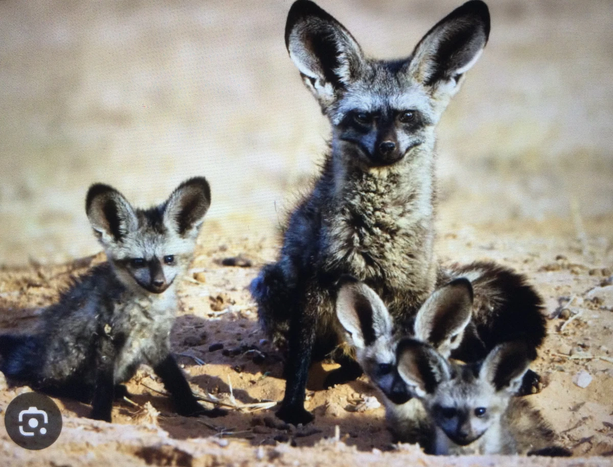 Bat-eared Fox | Synonyms & Antonyms Wiki | Fandom