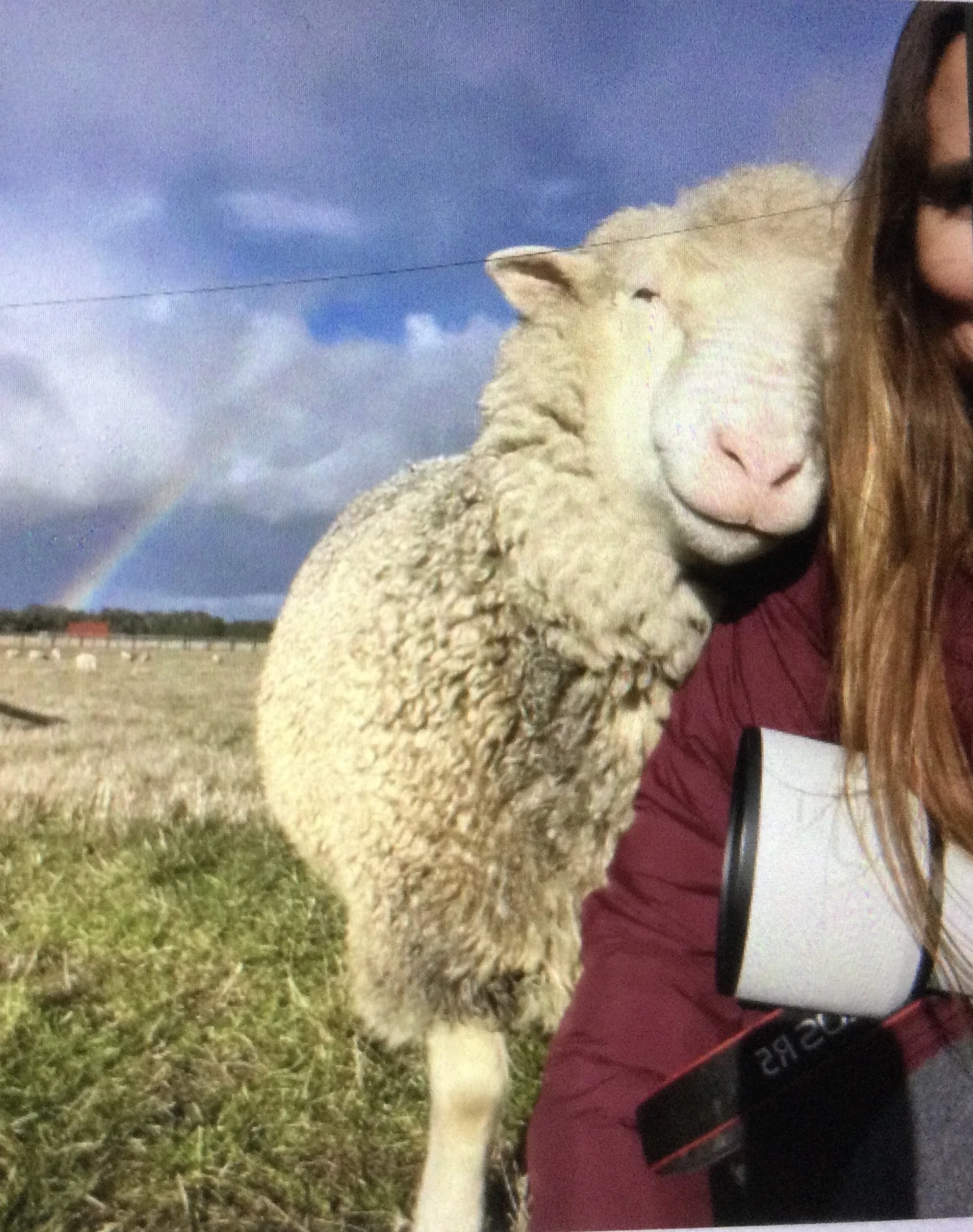 Sheepish Synonyms | Synonyms & Antonyms Wiki | Fandom