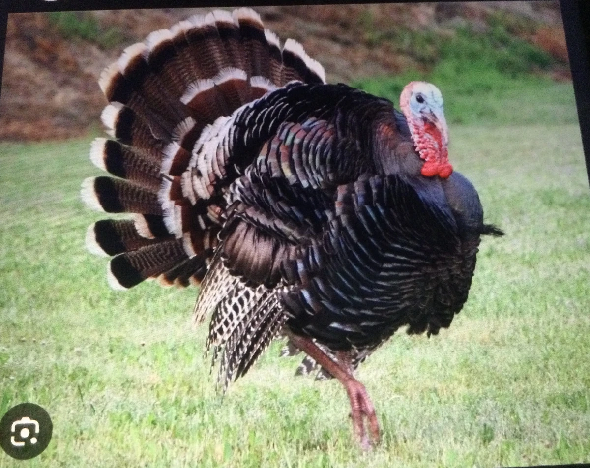 Wild Turkey | Synonyms & Antonyms Wiki | Fandom