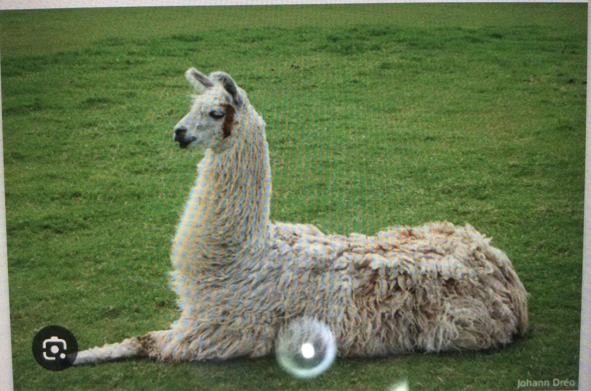 Llama | Synonyms & Antonyms Wiki | Fandom Llama | Synonyms & Antonyms Wiki | Fandom