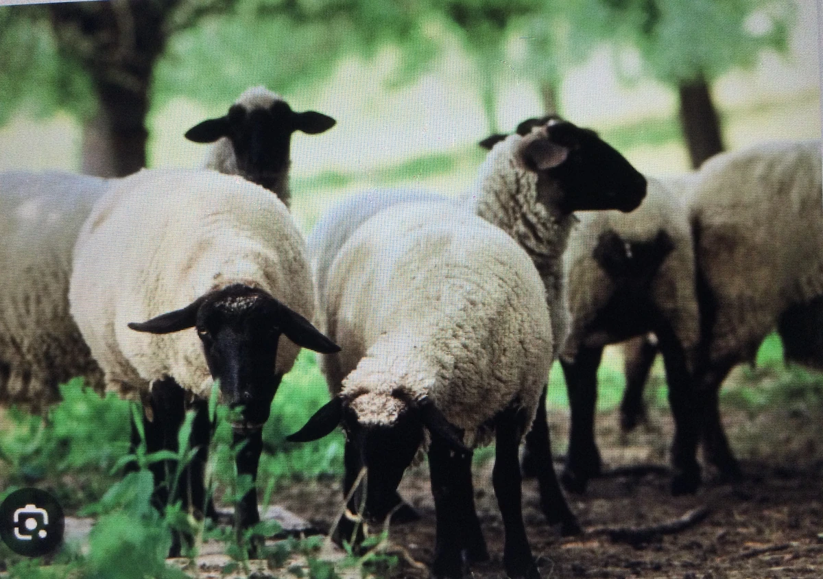 Sheep | Synonyms & Antonyms Wiki | Fandom