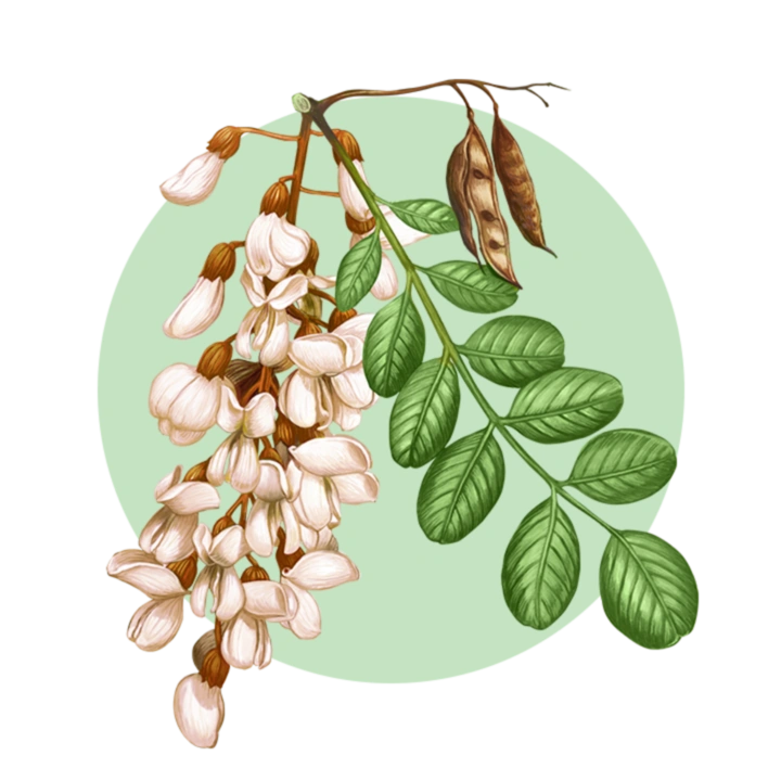 Akacja | Szkoła Magii Flamethrower Wiki | Fandom