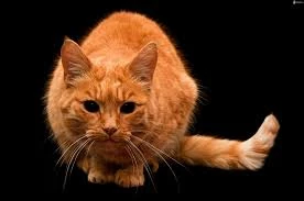 Rudy Kot | Szkoła Magii Flamethrower Wiki | Fandom