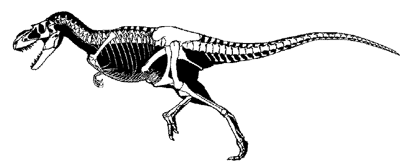 Albertosaurus Skeleton