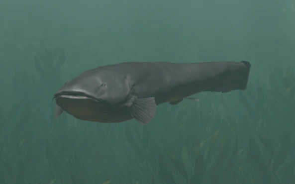 Fish | Team Ico Wiki | Fandom