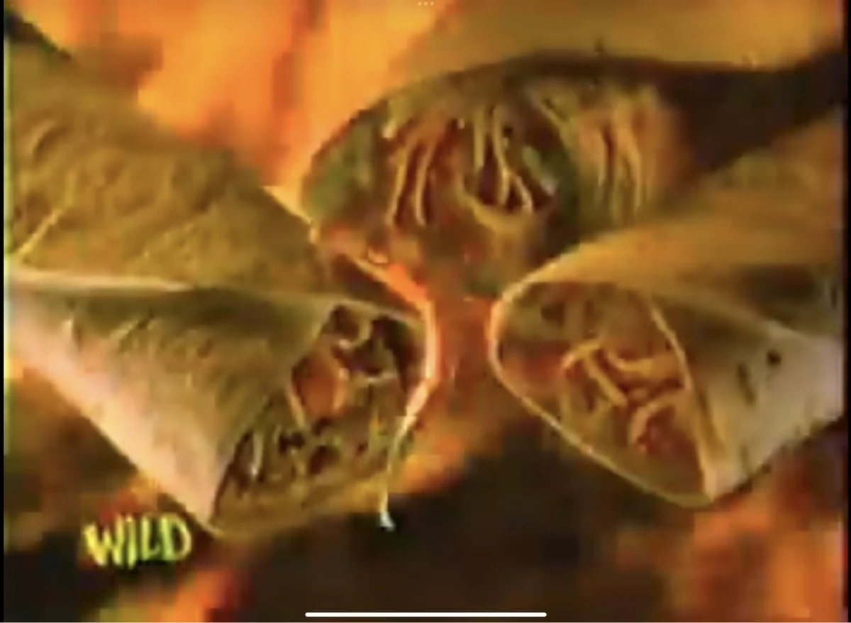 Wild Burritos | Taco Bell Wiki | Fandom