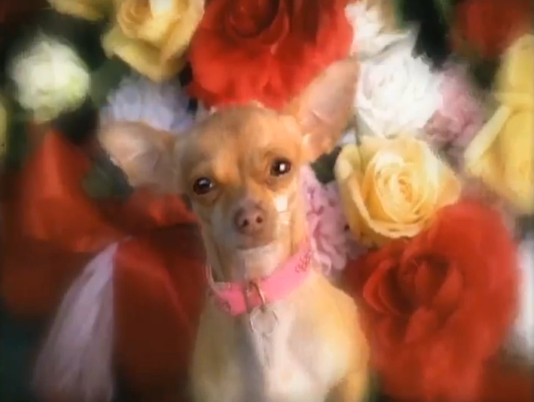 Taco Bell Chihuahua's Girlfriend | Taco Bell Wiki | Fandom