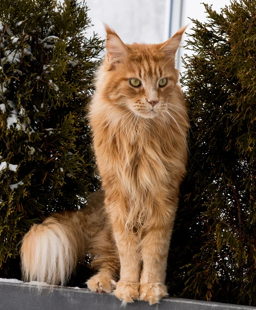 Macavity | TacoClan Wiki | Fandom