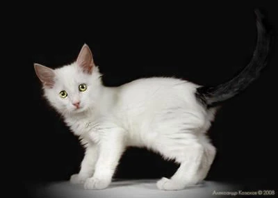 Mousepaw | TacoClan Wiki | Fandom