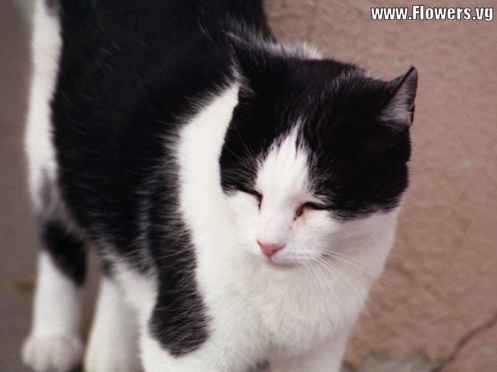 Genba | TacoClan Wiki | Fandom