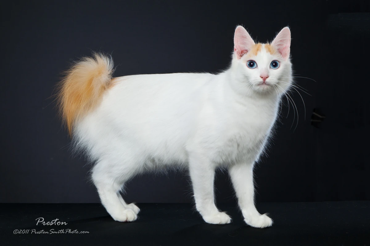 Brishen | TacoClan Wiki | Fandom