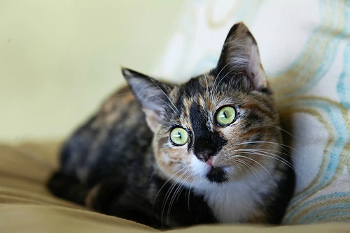 Piccolo | TacoClan Wiki | Fandom