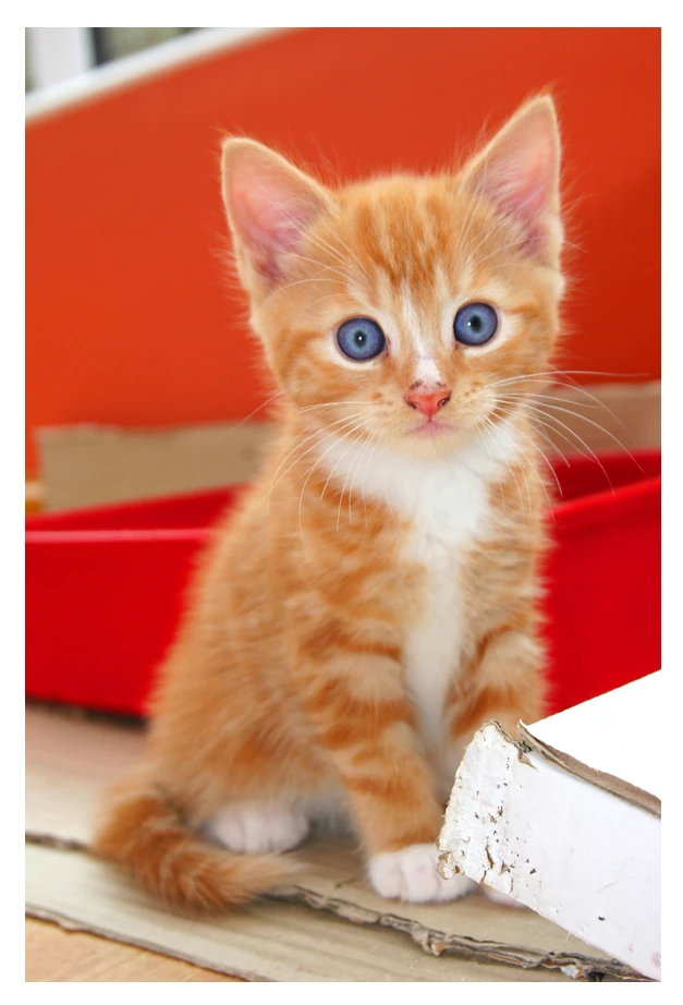 Flowerkit | TacoClan Wiki | Fandom