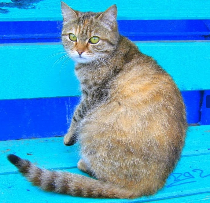 Burr | TacoClan Wiki | Fandom