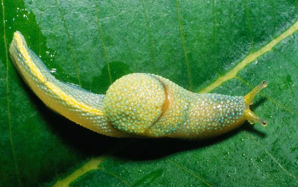Carnivorous Slugs | Talanton Academy Wiki | Fandom