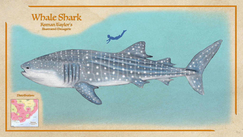 Whale Shark | Tales of Kaimere Wiki | Fandom