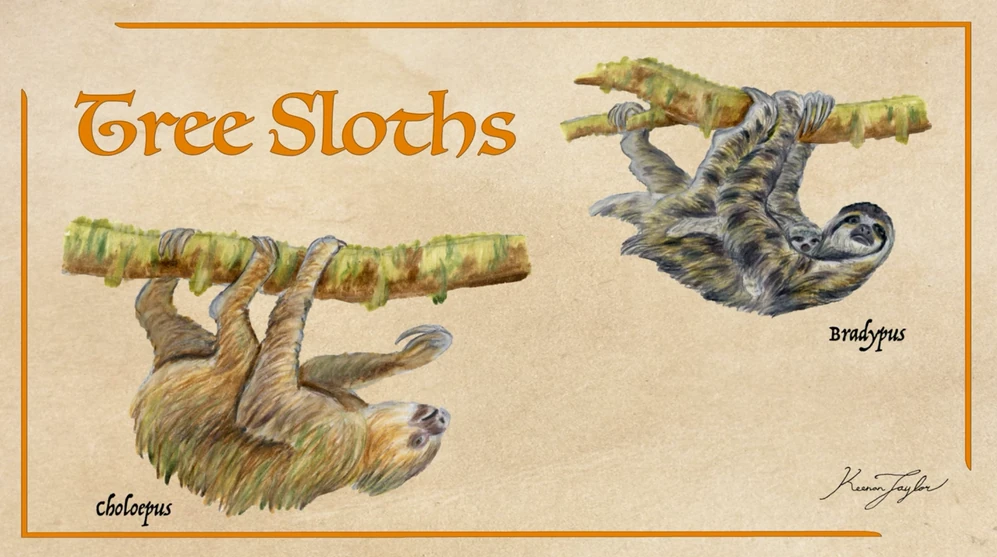 Lesser 2-toed sloth | Tales of Kaimere Wiki | Fandom