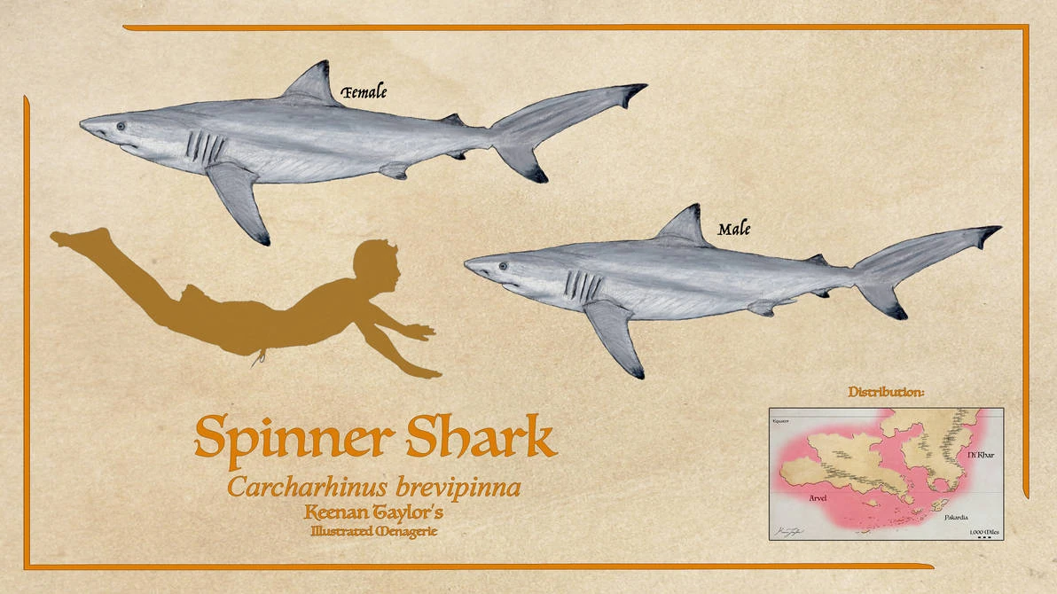 Spinner Shark | Tales of Kaimere Wiki | Fandom