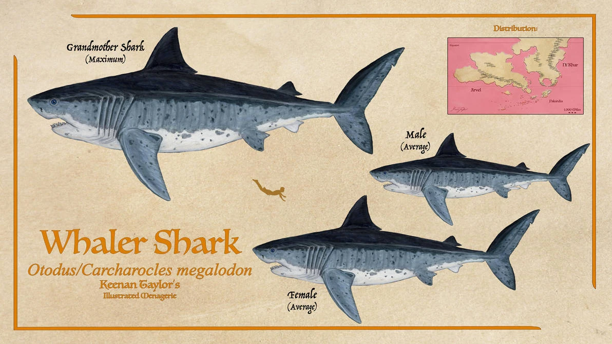 Whaler Shark | Tales of Kaimere Wiki | Fandom