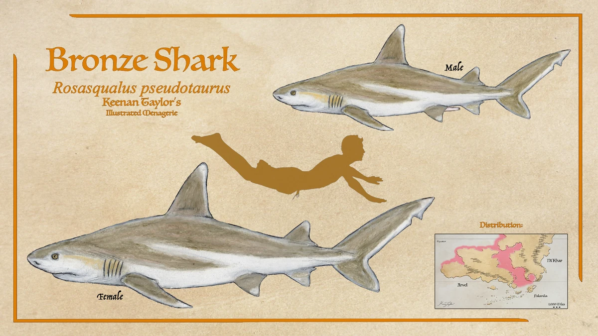Bronze Shark | Tales of Kaimere Wiki | Fandom