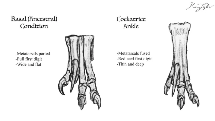 Cockatrice | Tales of Kaimere Wiki | Fandom