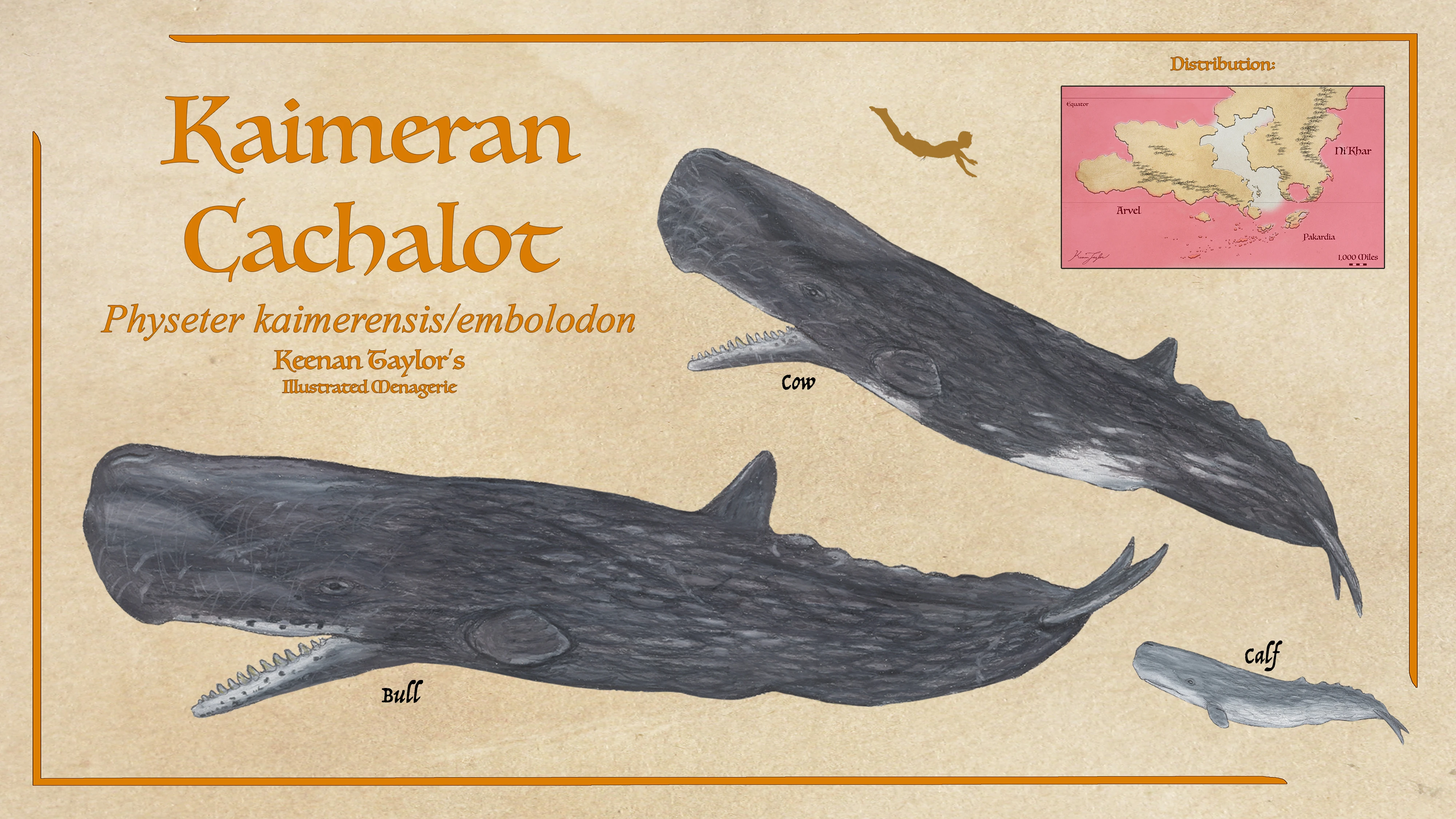 Cacholet | Tales of Kaimere Wiki | Fandom