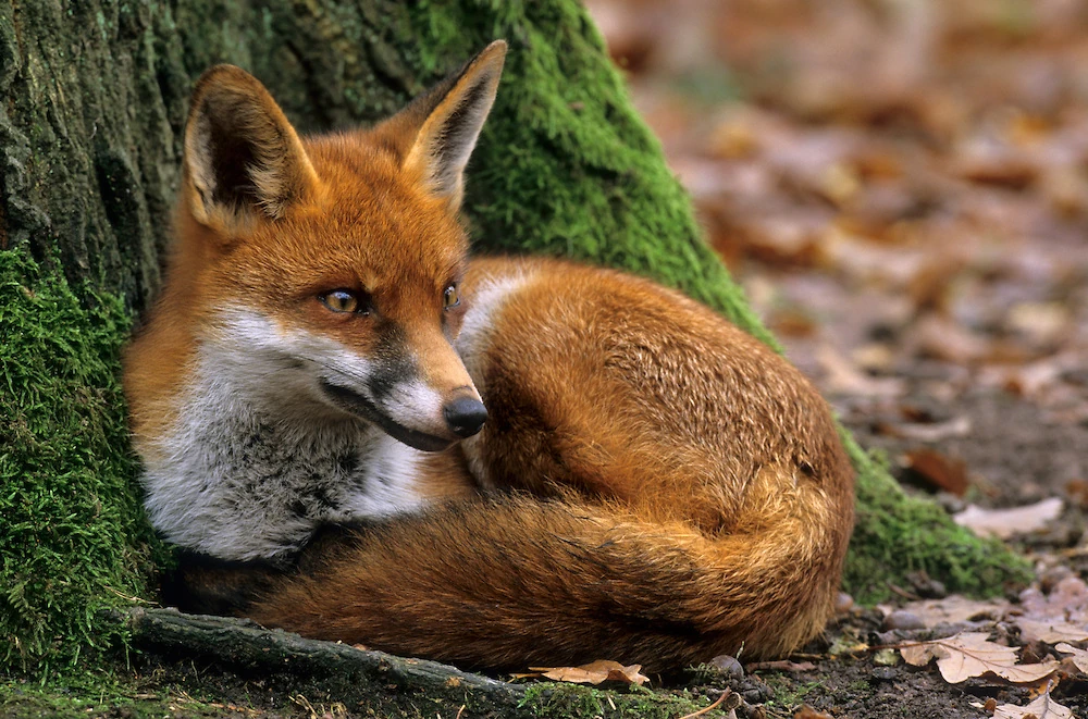 Foxie | Tales of SC land Wikia | Fandom