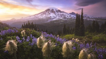 50th Hunger Games | The Hunger Games Archives Wiki | Fandom