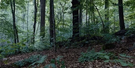 74th Hunger Games | The Hunger Games Archives Wiki | Fandom