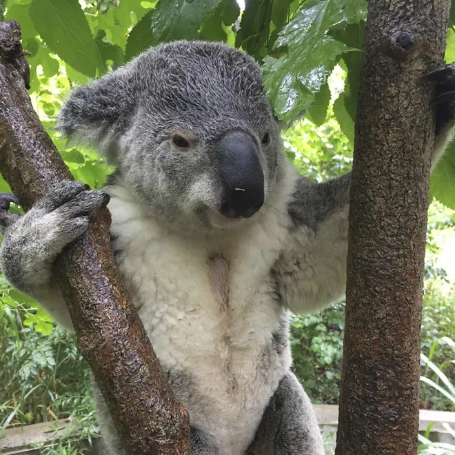 KOALA | Tales of the Were Wiki | Fandom