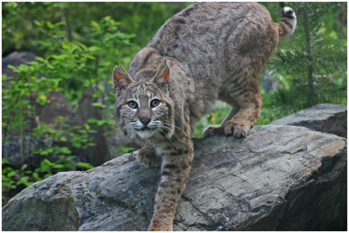 SUB SPECIES BOBCAT | Tales of the Were Wiki | Fandom