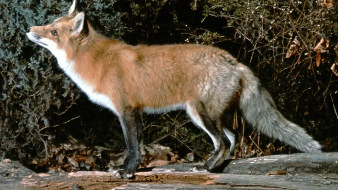 FOX | Tales of the Were Wiki | Fandom