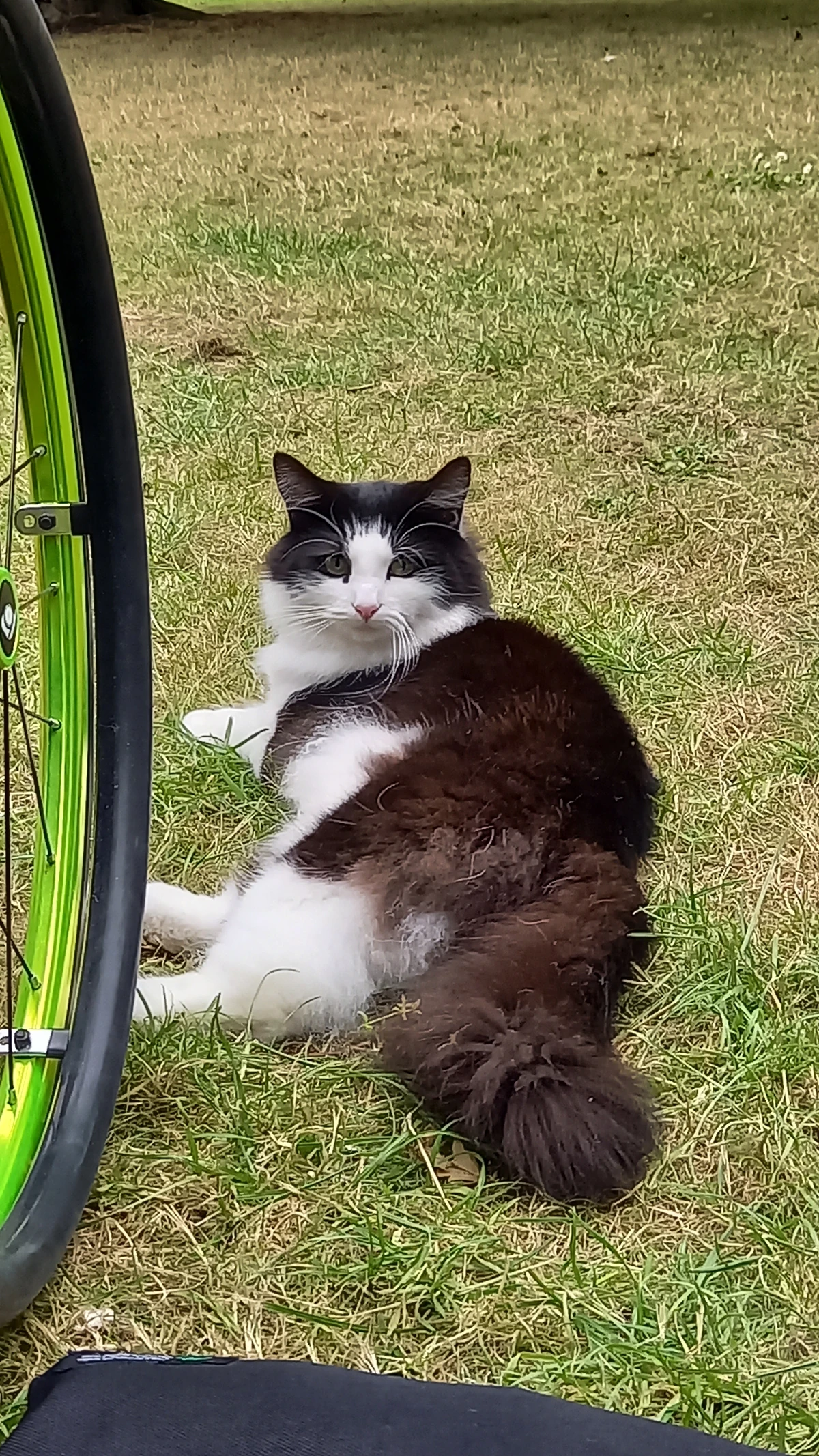 Pingu the Cat | Tales Of The Quad - All Things CTYI Wiki | Fandom