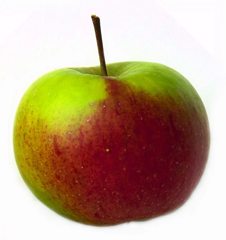 Wizard 6 | Talisman's Tower Wikia | Fandom